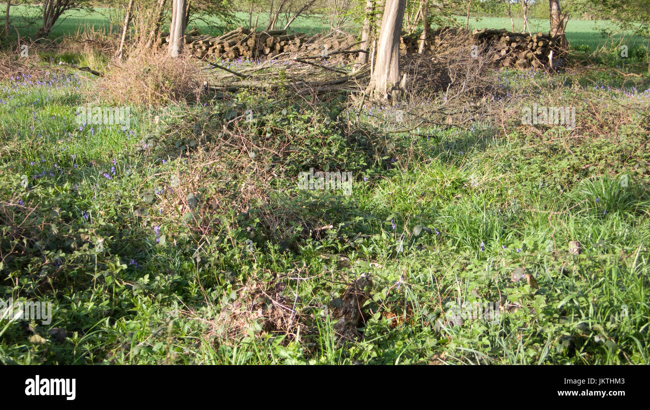 Coppicing in Hertfordshire Stock Photo - Alamy