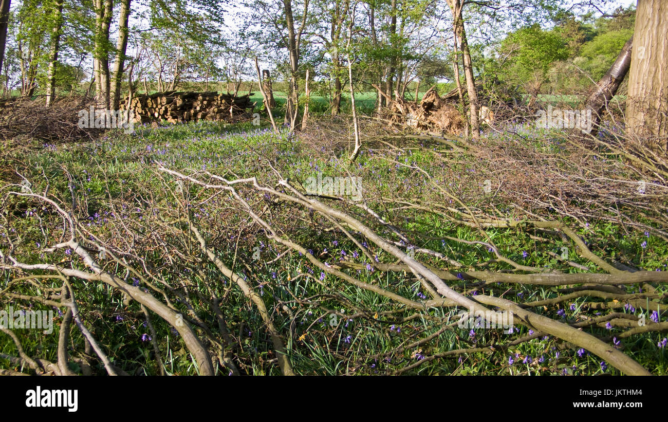 Coppicing in Hertfordshire Stock Photo - Alamy
