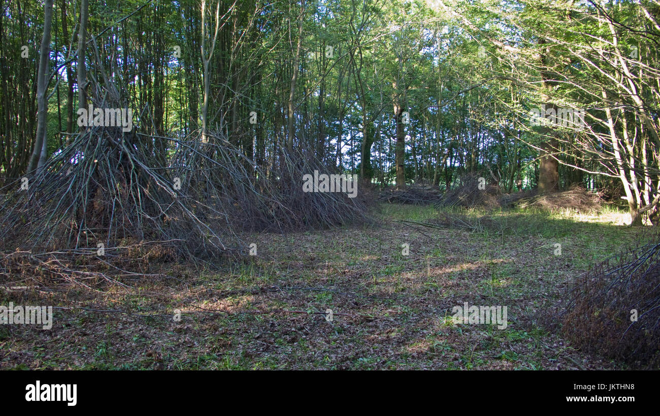 Coppicing in woodland Stock Photo - Alamy