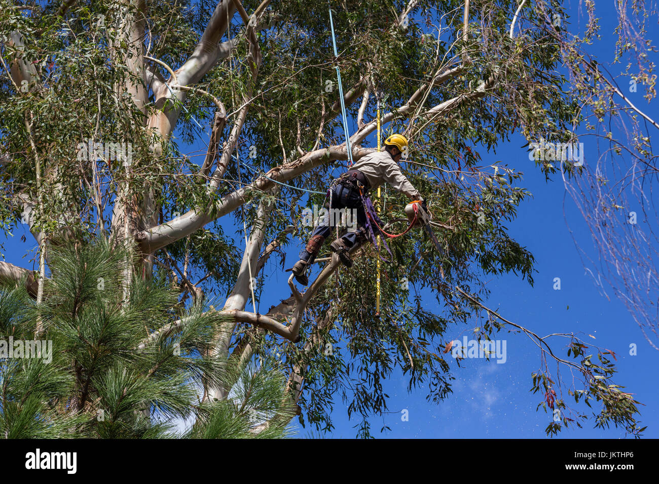 tree trimmer, tree branch trimmer, trimming tree branch, blue-gum ...