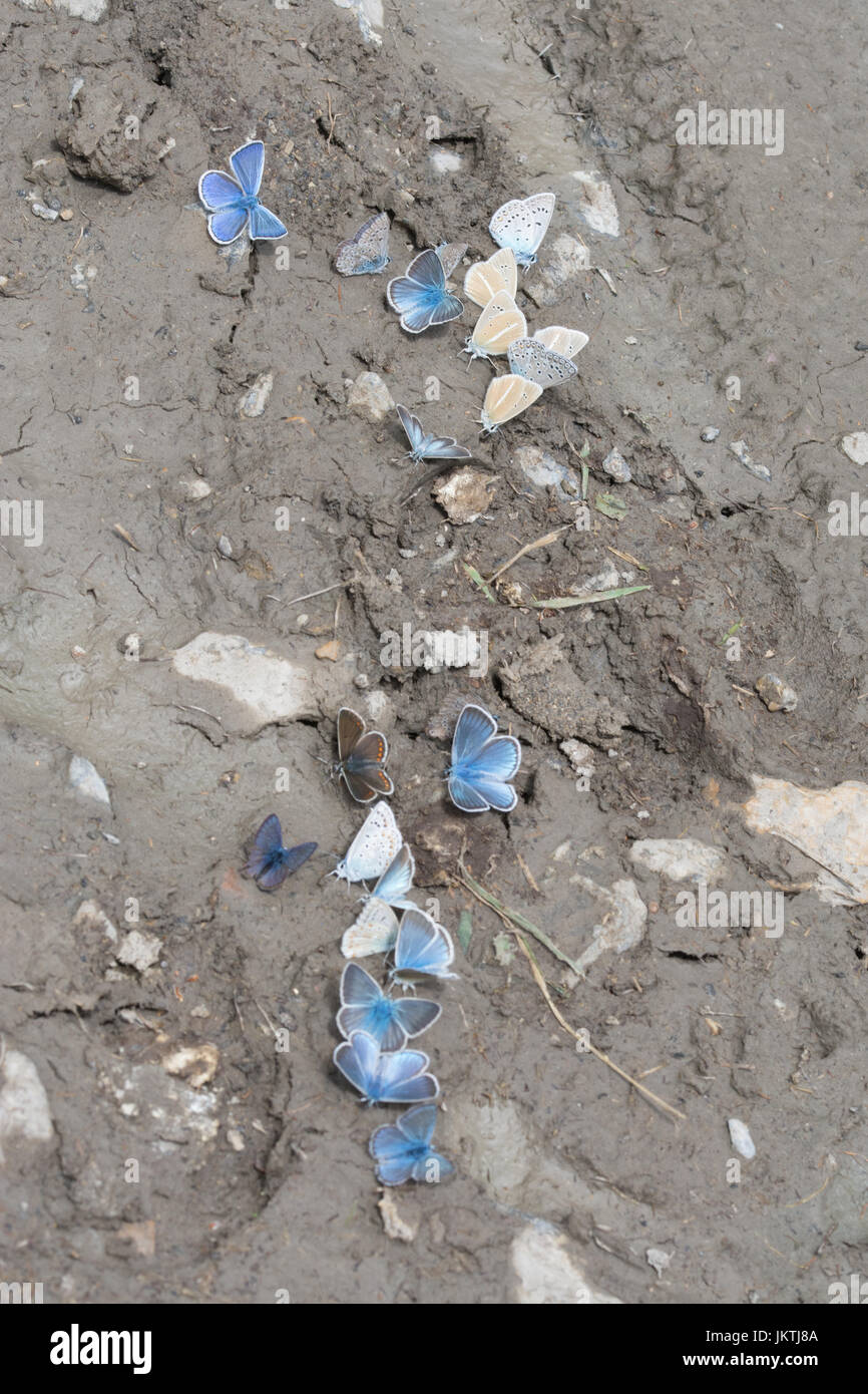 Group of blue butterflies of several species collecting minerals from ...