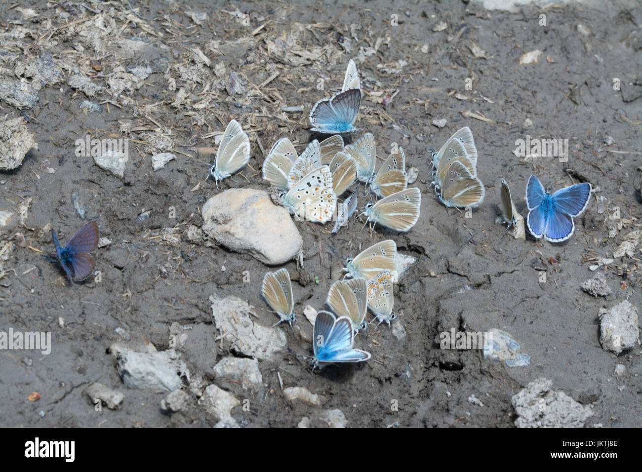 Group of blue butterflies of several species collecting minerals from ...