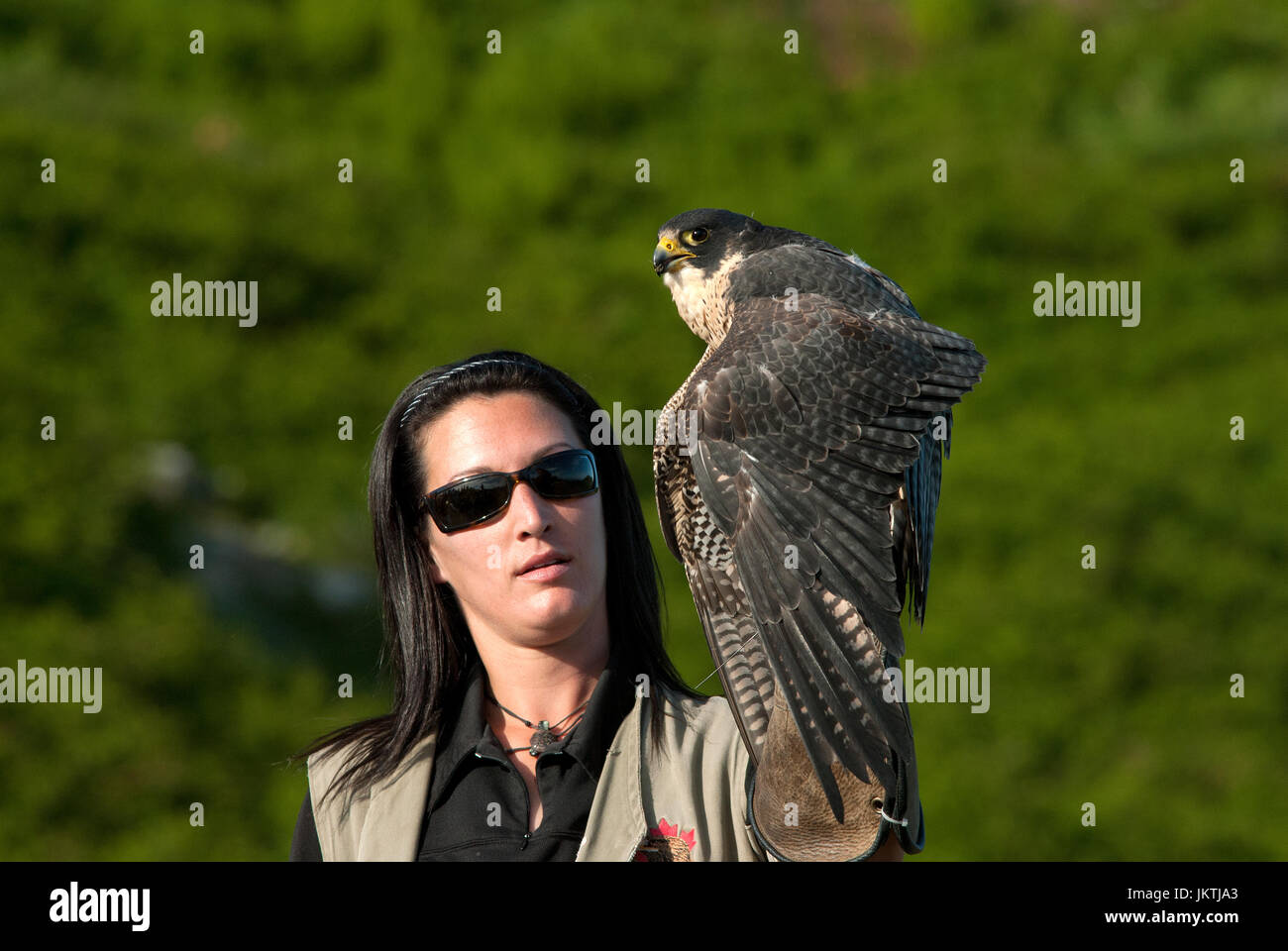 Falcon handler canada hi-res stock photography and images - Alamy