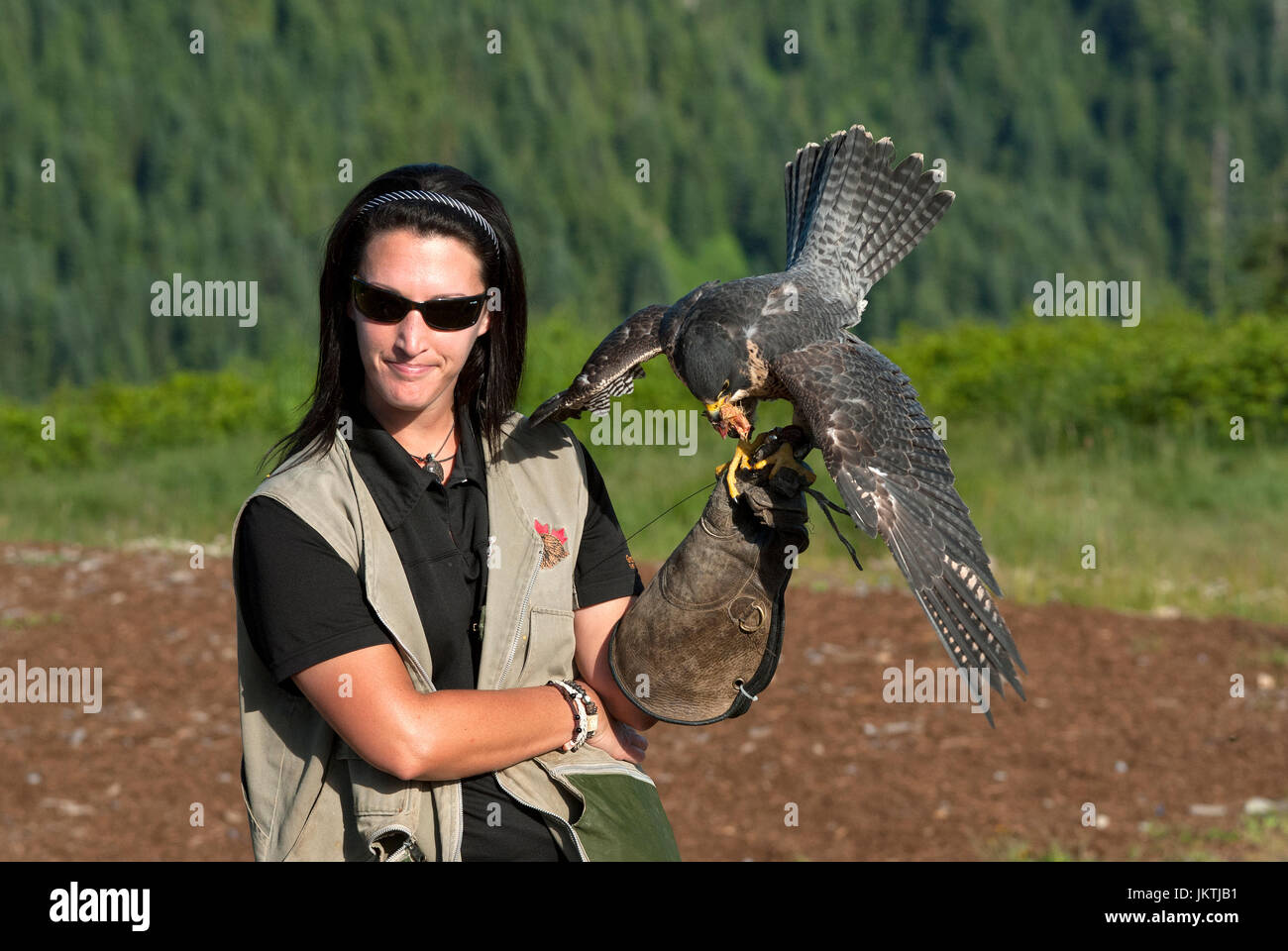 Falcon handler canada hi-res stock photography and images - Alamy