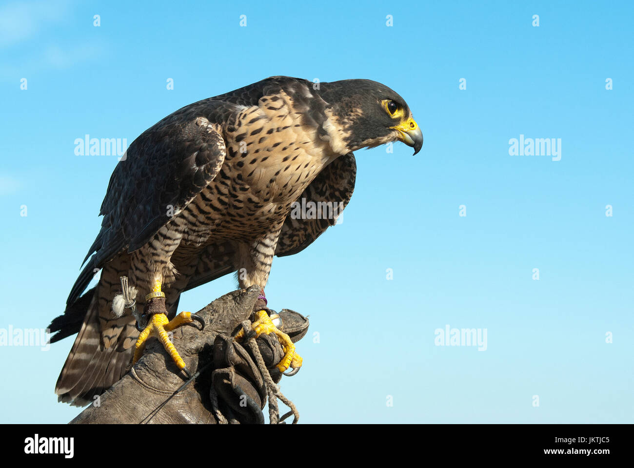 Falcon handler canada hi-res stock photography and images - Alamy