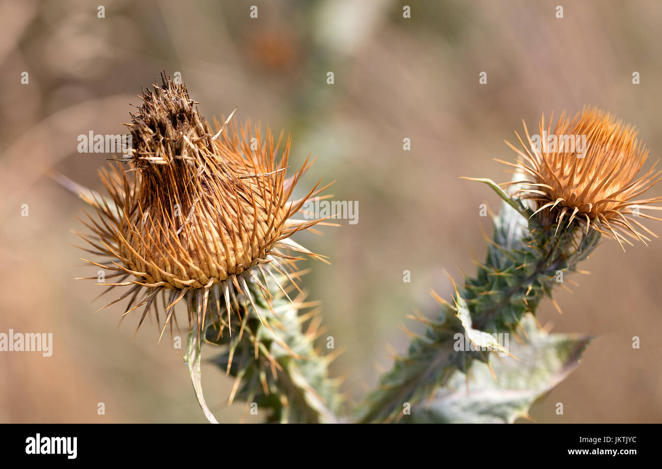 Thorns thorn weed hi-res stock photography and images - Alamy