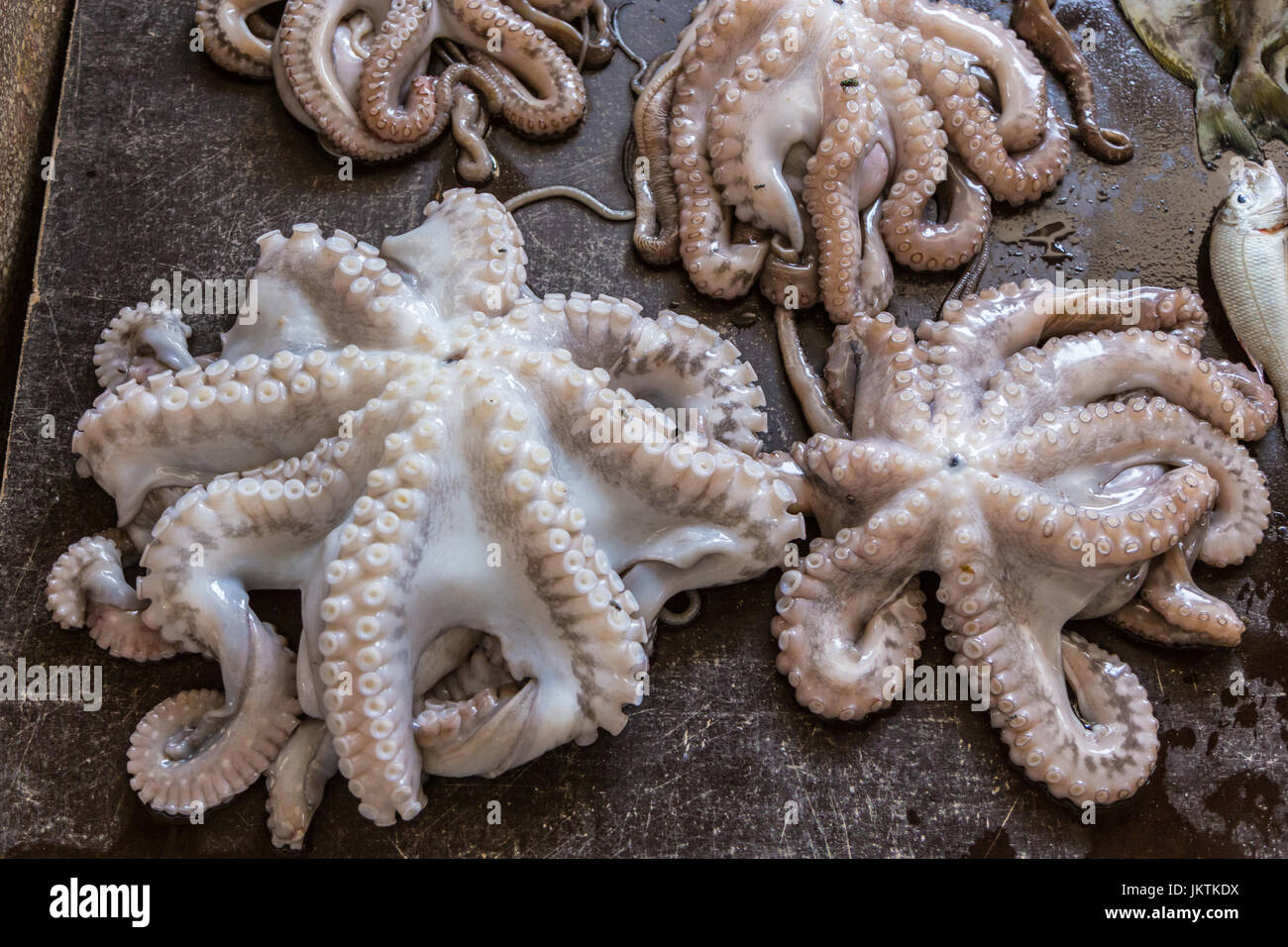 Close up fresh octopus at fish market Stock Photo - Alamy
