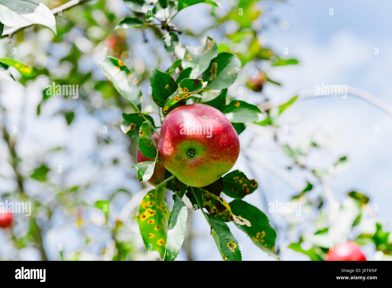apple on tree Stock Photo - Alamy