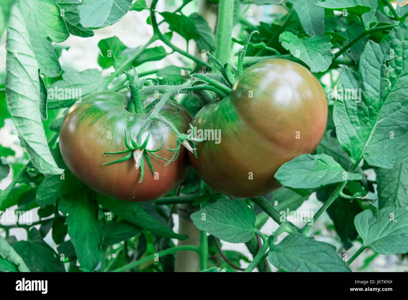 plant of tomato with red and green fruits,cultivated in the garden ...