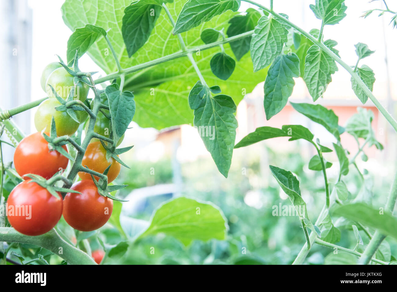 plant of tomato with red and green fruits,cultivated in the garden ...