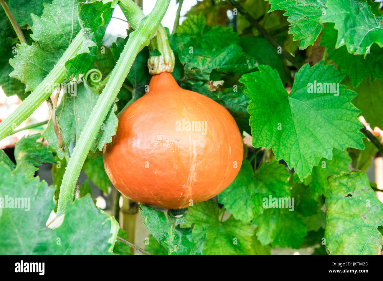 beautiful pumpkin orange color matures, cultivated in the garden Stock ...