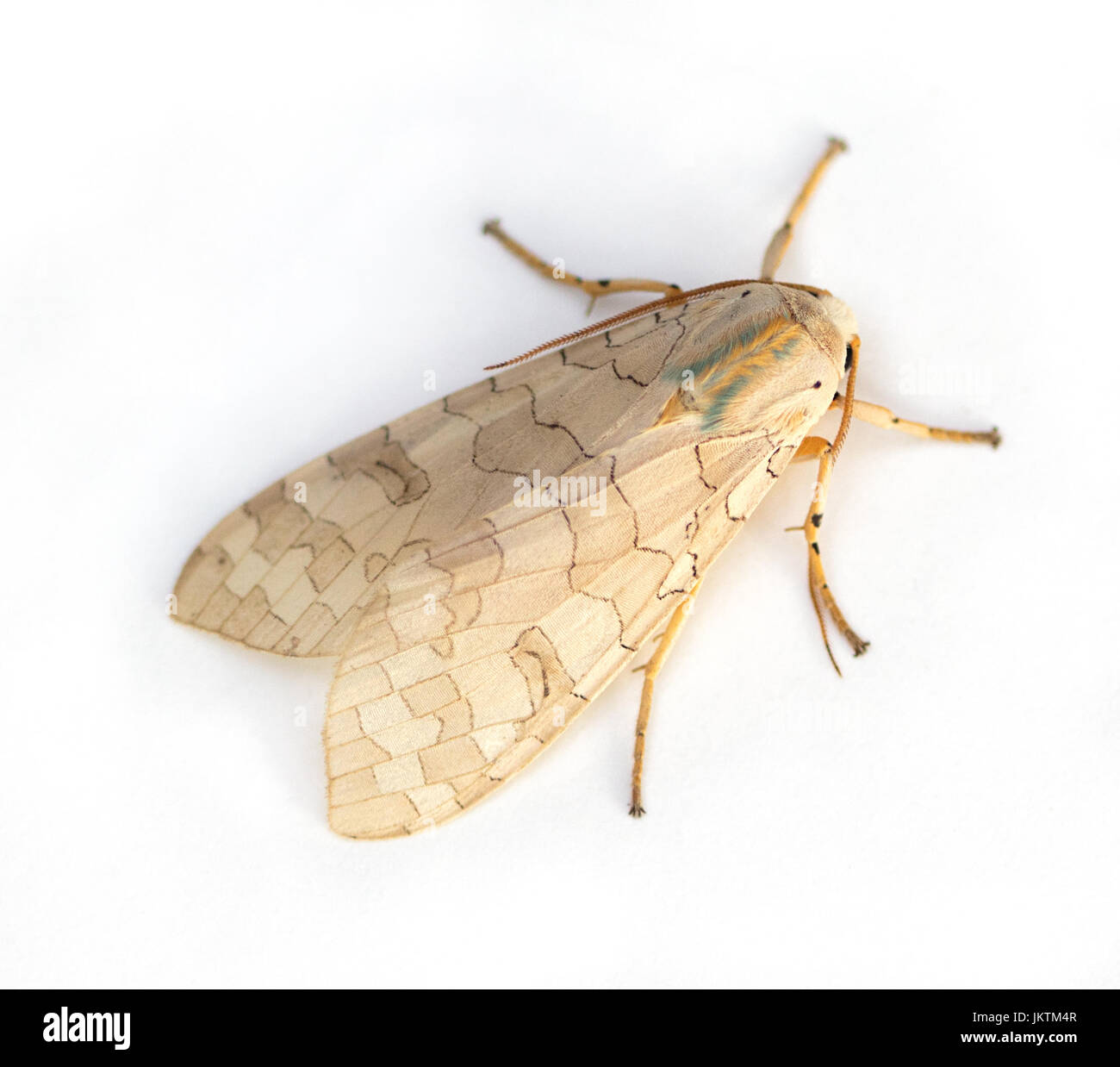 Large beige Tussock Moth (Halysidota genus) on a white background Stock ...