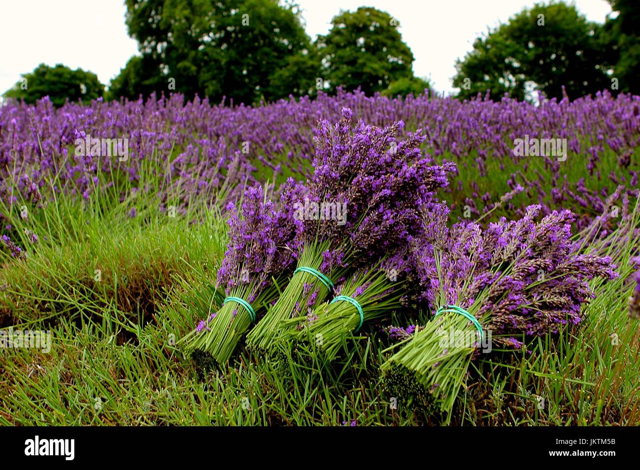 Tractor ride around lavender field hi-res stock photography and images - Alamy