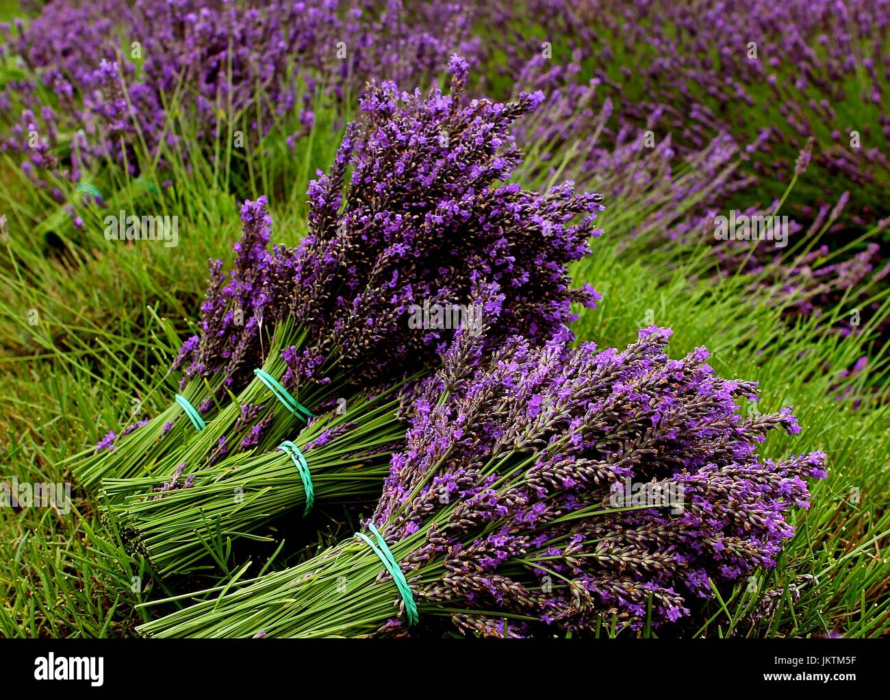 Best lavender field hi-res stock photography and images - Alamy