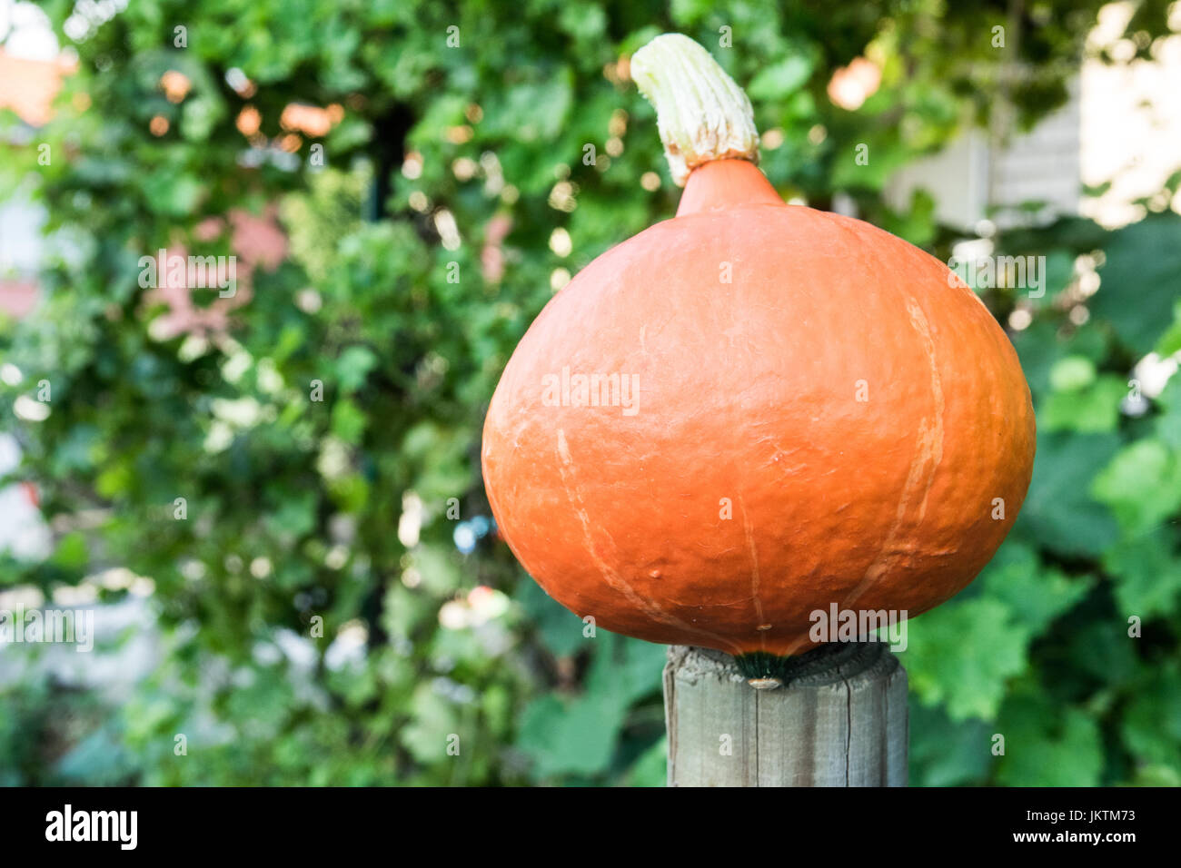 beautiful pumpkin orange color matures, cultivated in the garden Stock ...