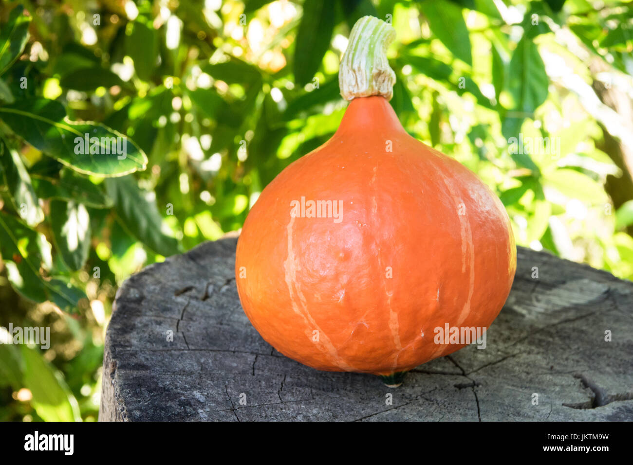 beautiful pumpkin orange color matures, cultivated in the garden Stock ...