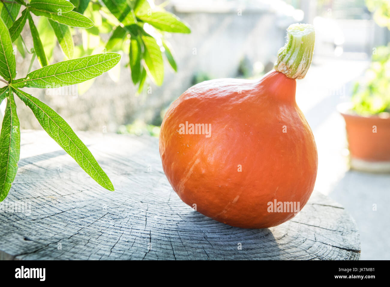beautiful pumpkin orange color matures, cultivated in the garden Stock ...