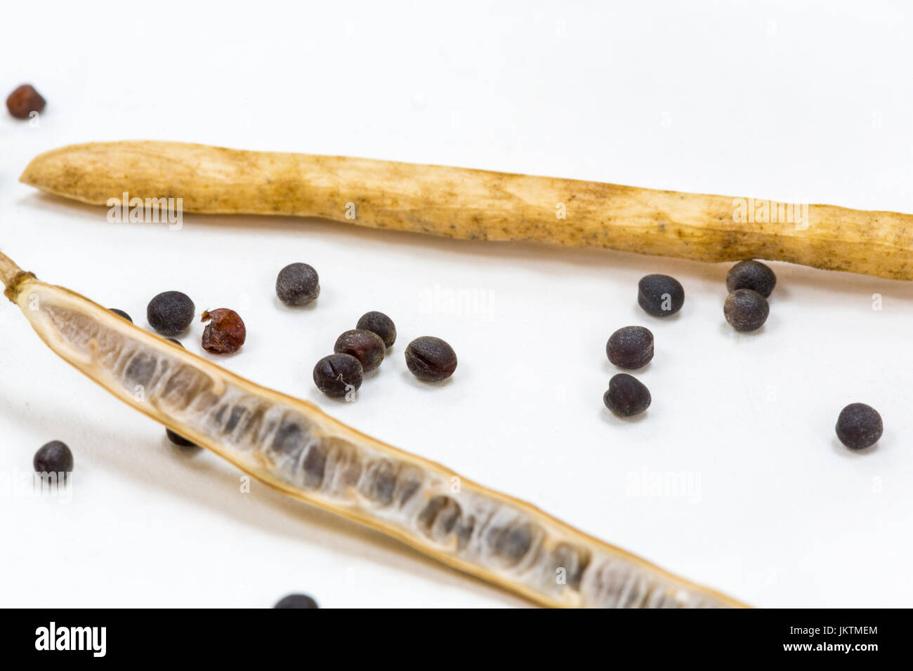 Pod of rape seed oil seeds Stock Photo - Alamy