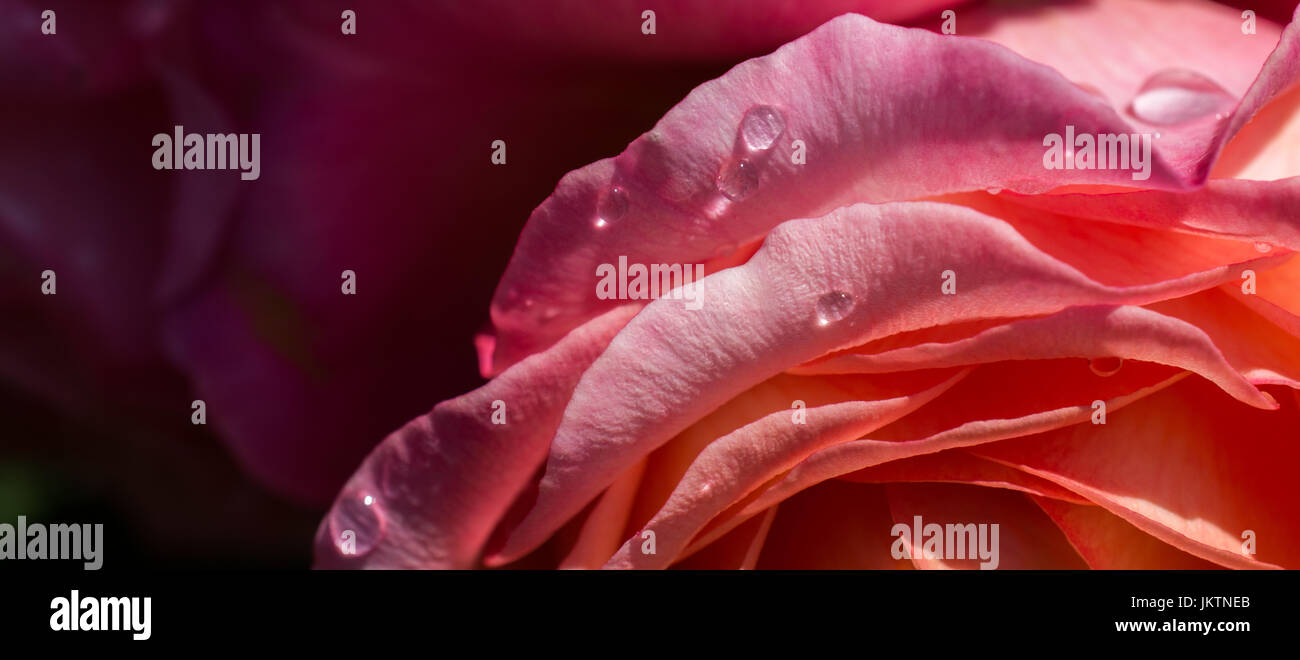 Close up beautiful fresh roses with water drops Stock Photo - Alamy
