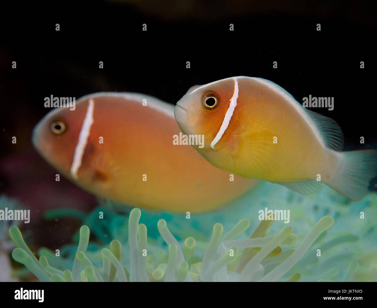 Pink anemonefish in Anilao, Philippines - Underwater Stock Photo - Alamy