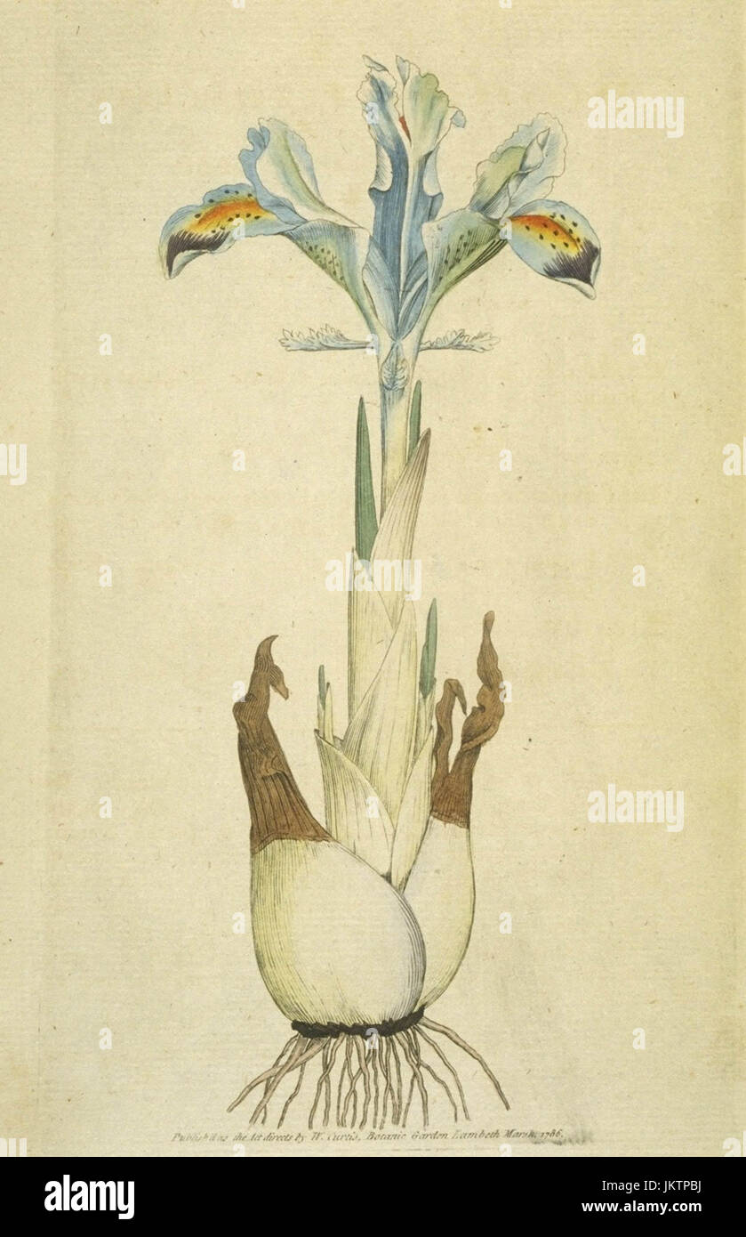 A member of subgenus Scorpiris: Iris persica, a bulbous iris 1792 Stock ...