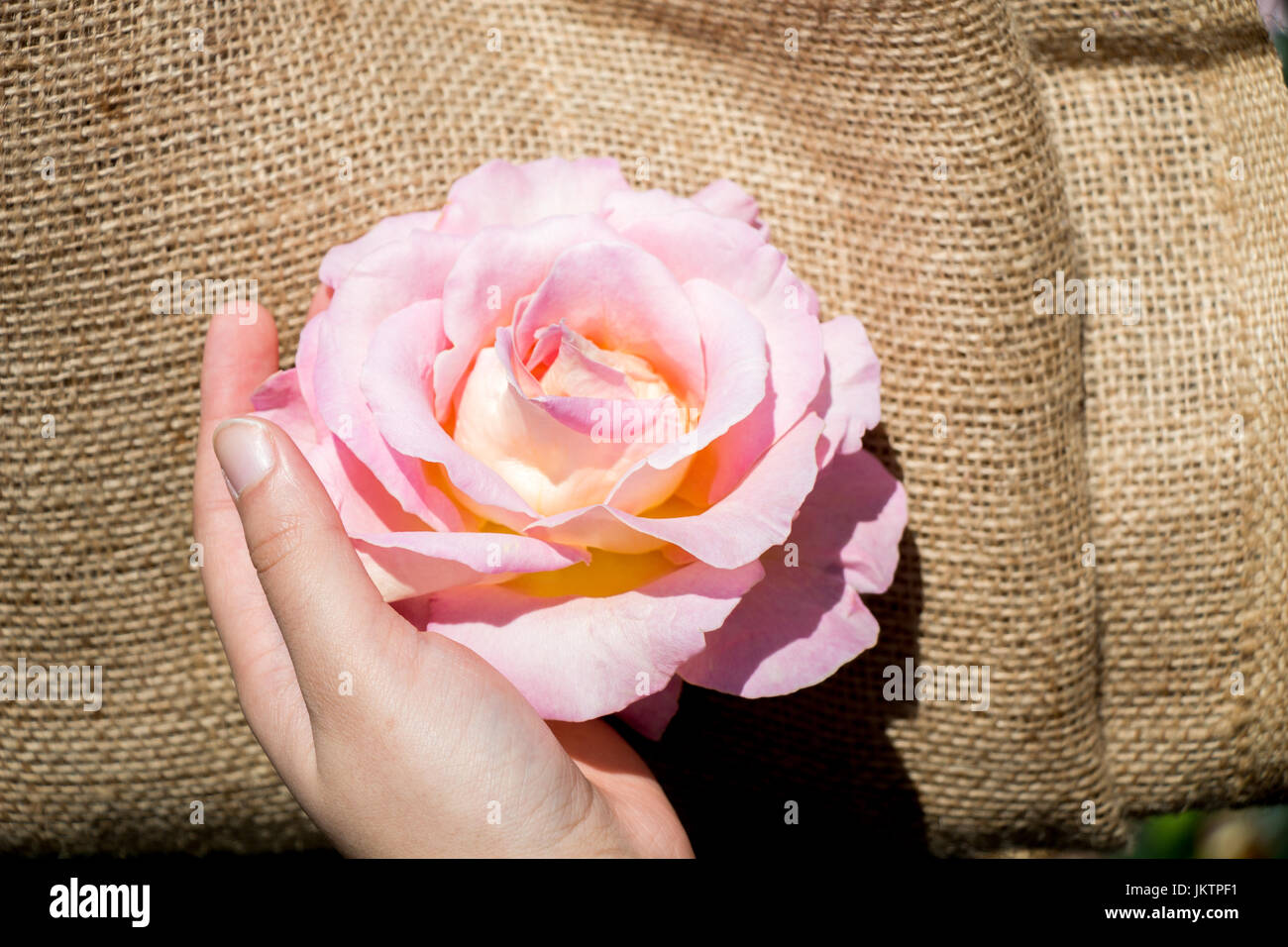 Beautiful fresh rose in hand Stock Photo - Alamy