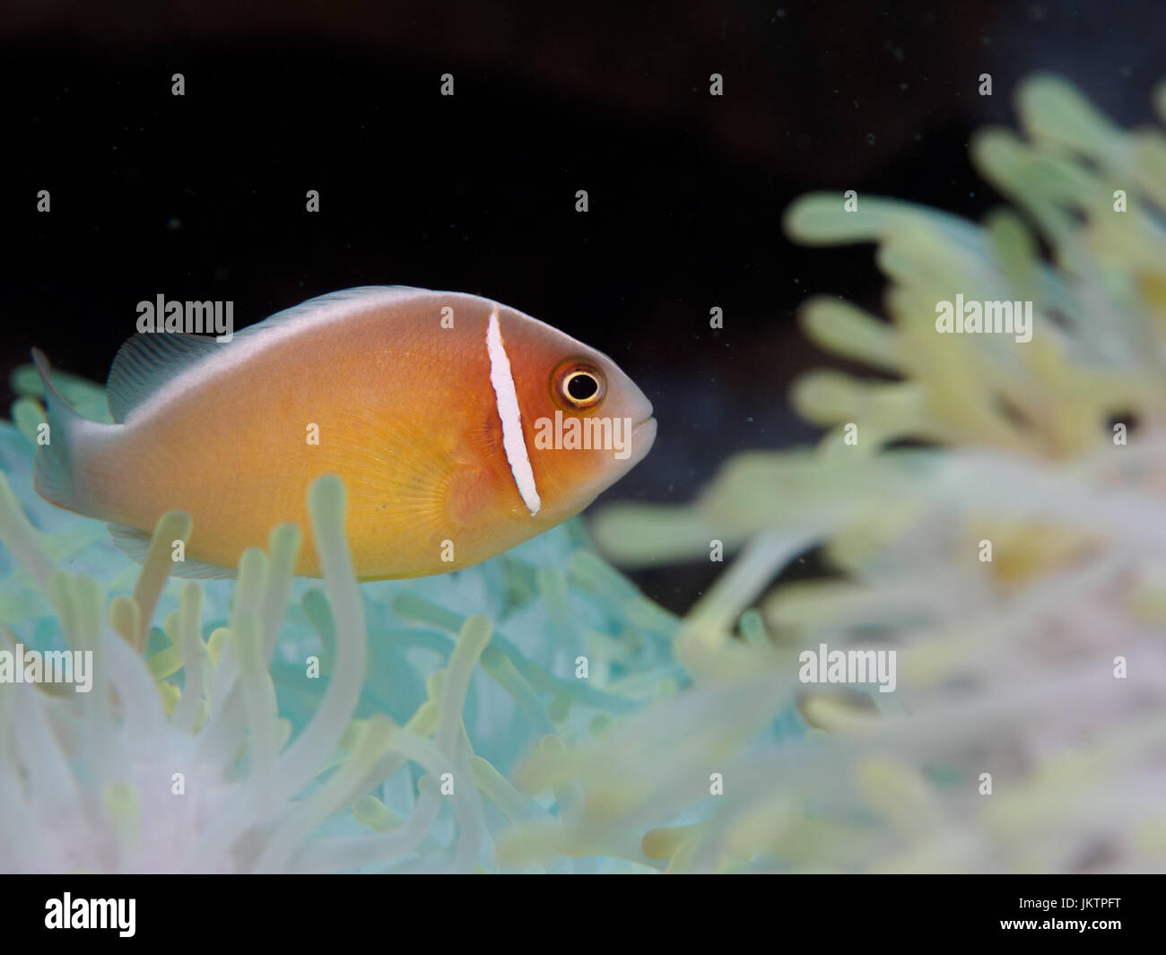 Pink anemonefish in Anilao, Philippines - Underwater Stock Photo - Alamy