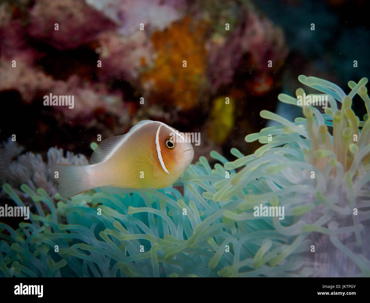 Pink anemonefish in Anilao, Philippines - Underwater Stock Photo - Alamy