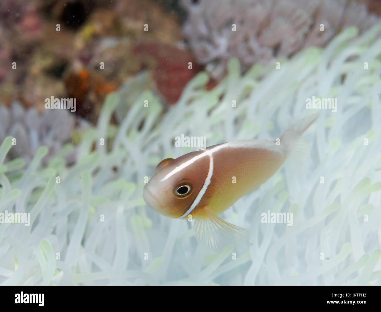 Pink anemonefish in Anilao, Philippines - Underwater Stock Photo - Alamy