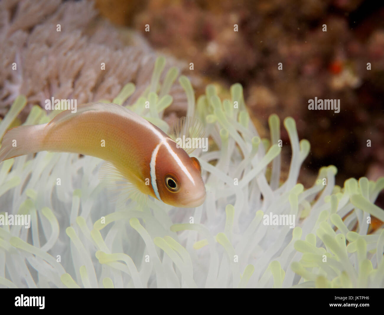 Pink anemonefish in Anilao, Philippines - Underwater Stock Photo - Alamy