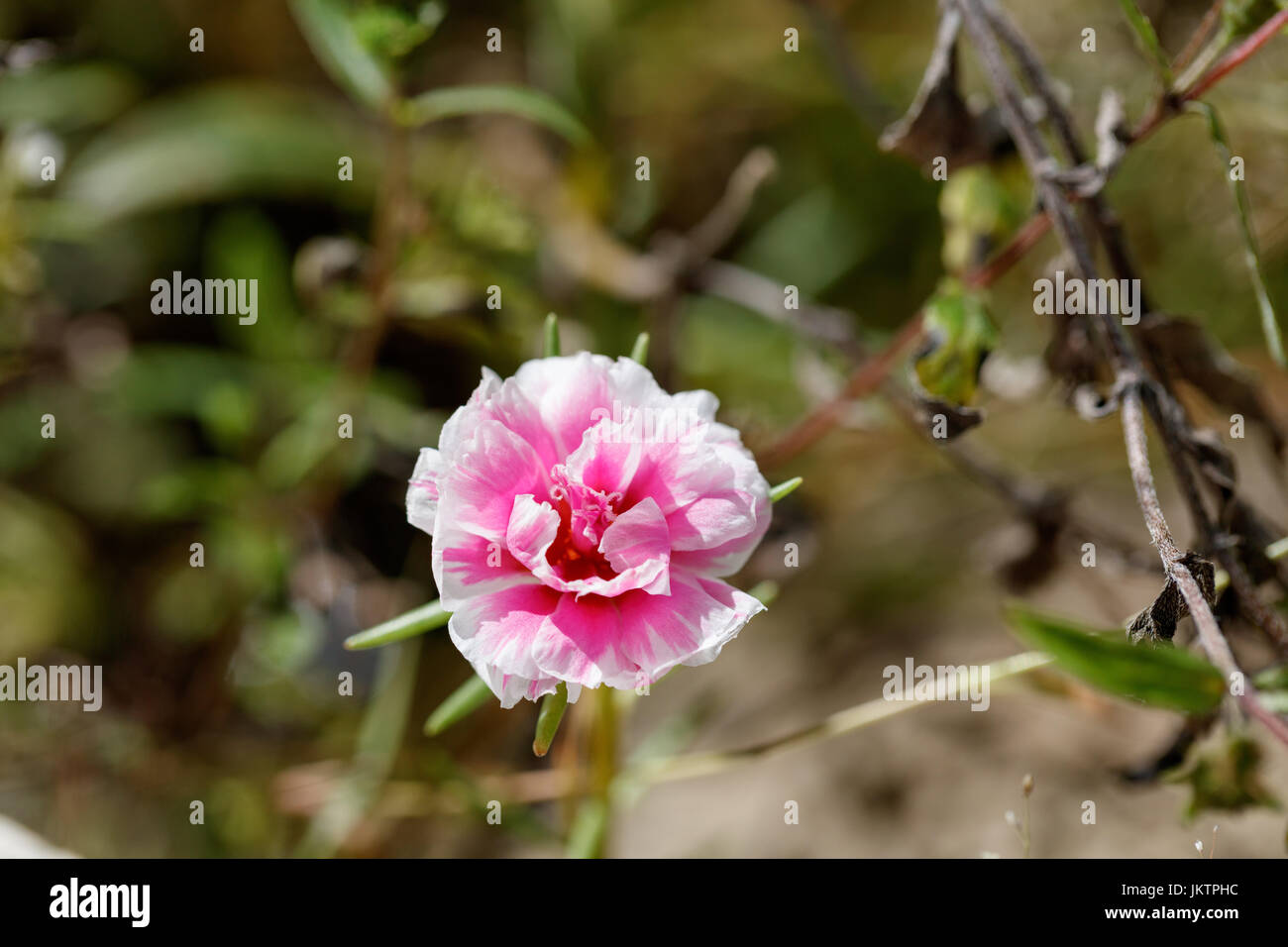 Pink flower in garden Stock Photo - Alamy