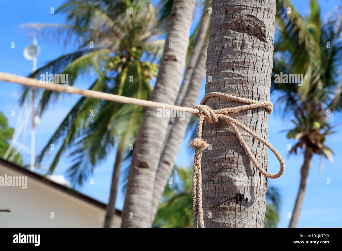 Rope with tropical palm tree Stock Photo - Alamy