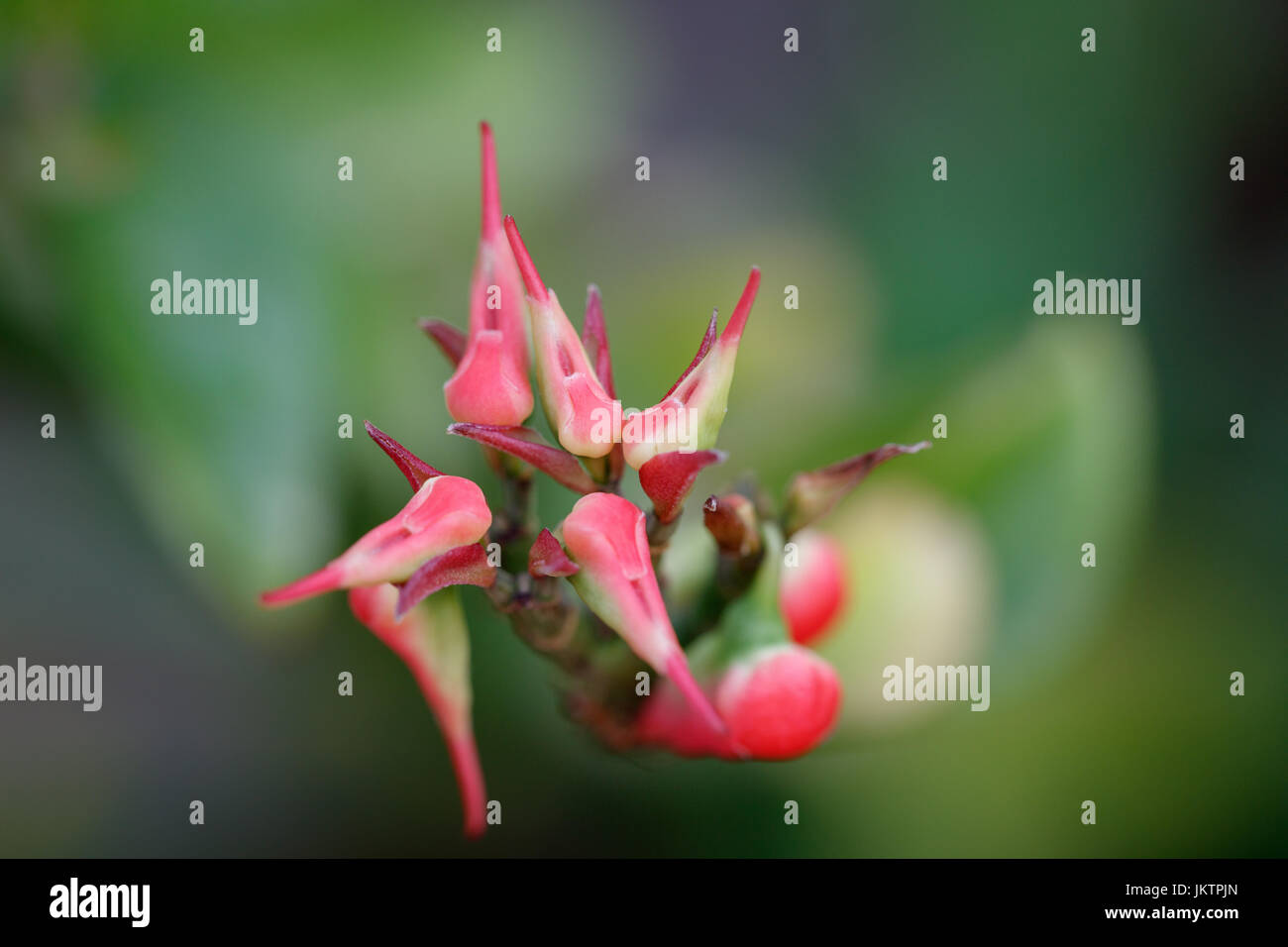 Wild red point flower Stock Photo - Alamy