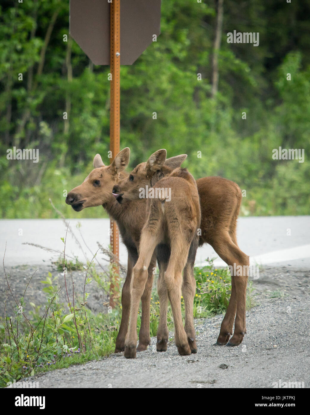 Moose in Alaska Stock Photo - Alamy