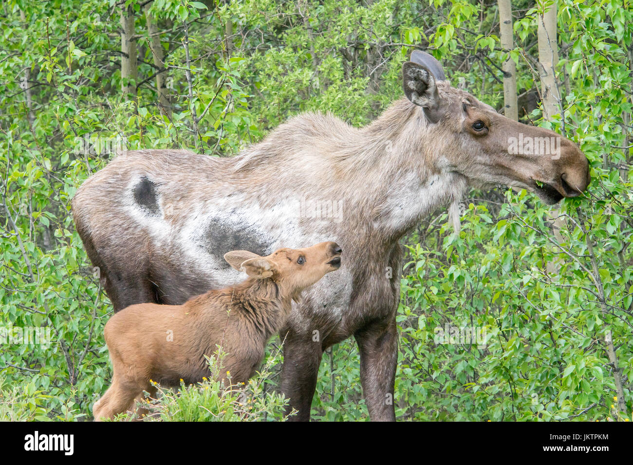 Moose mother alaska hi-res stock photography and images - Alamy