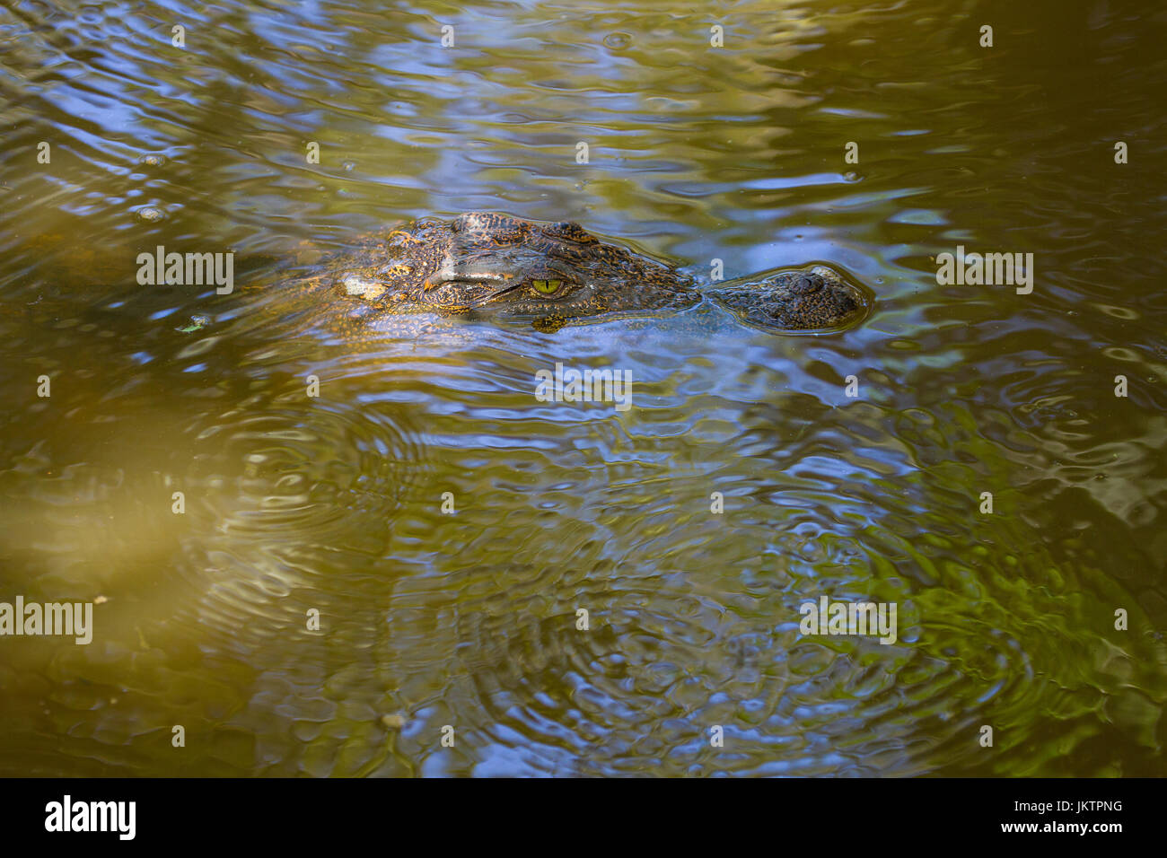 Wild Crocodile on the river, crocodile swims in a jungle river Stock ...
