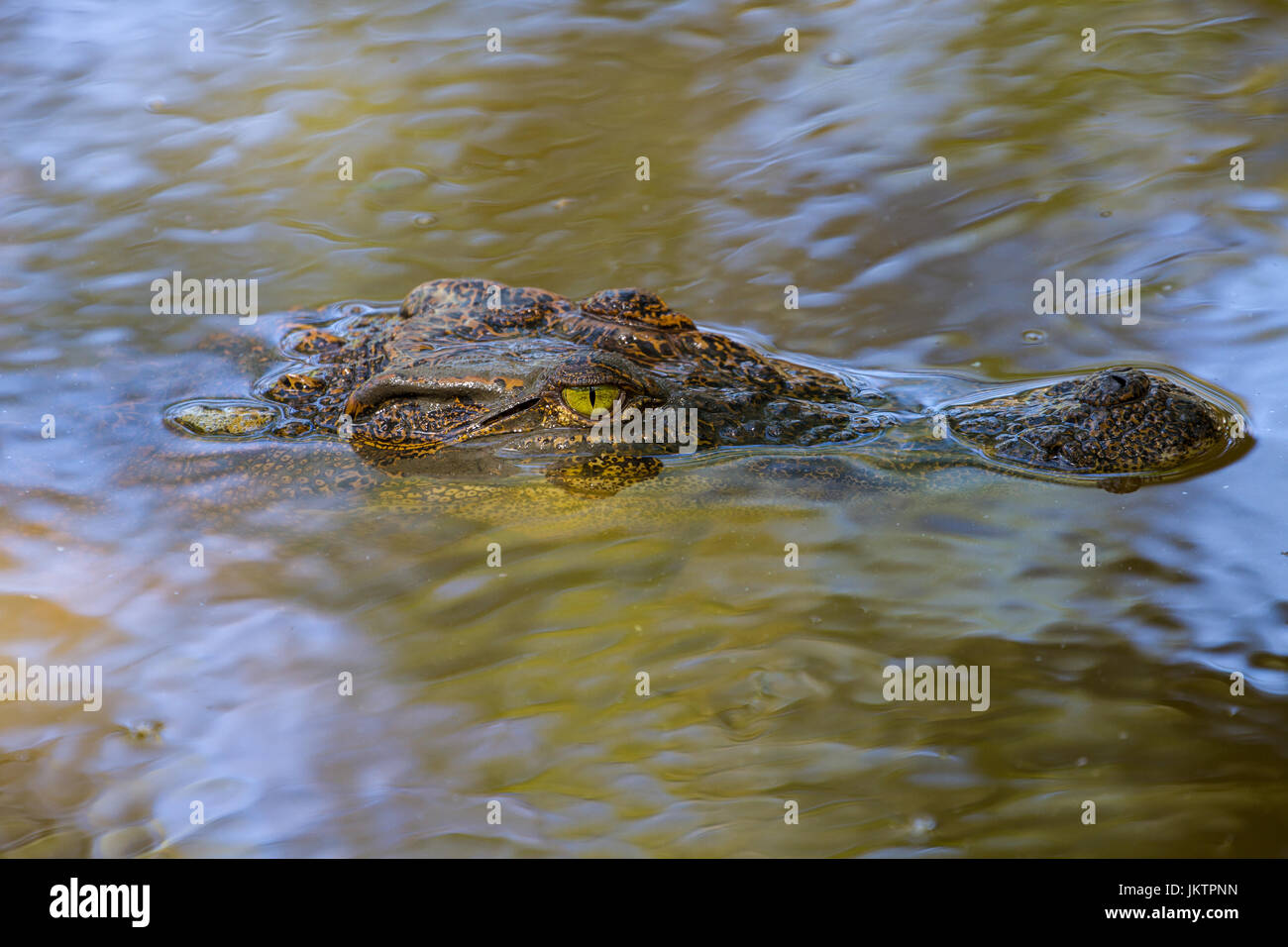 Wild Crocodile on the river, crocodile swims in a jungle river Stock ...