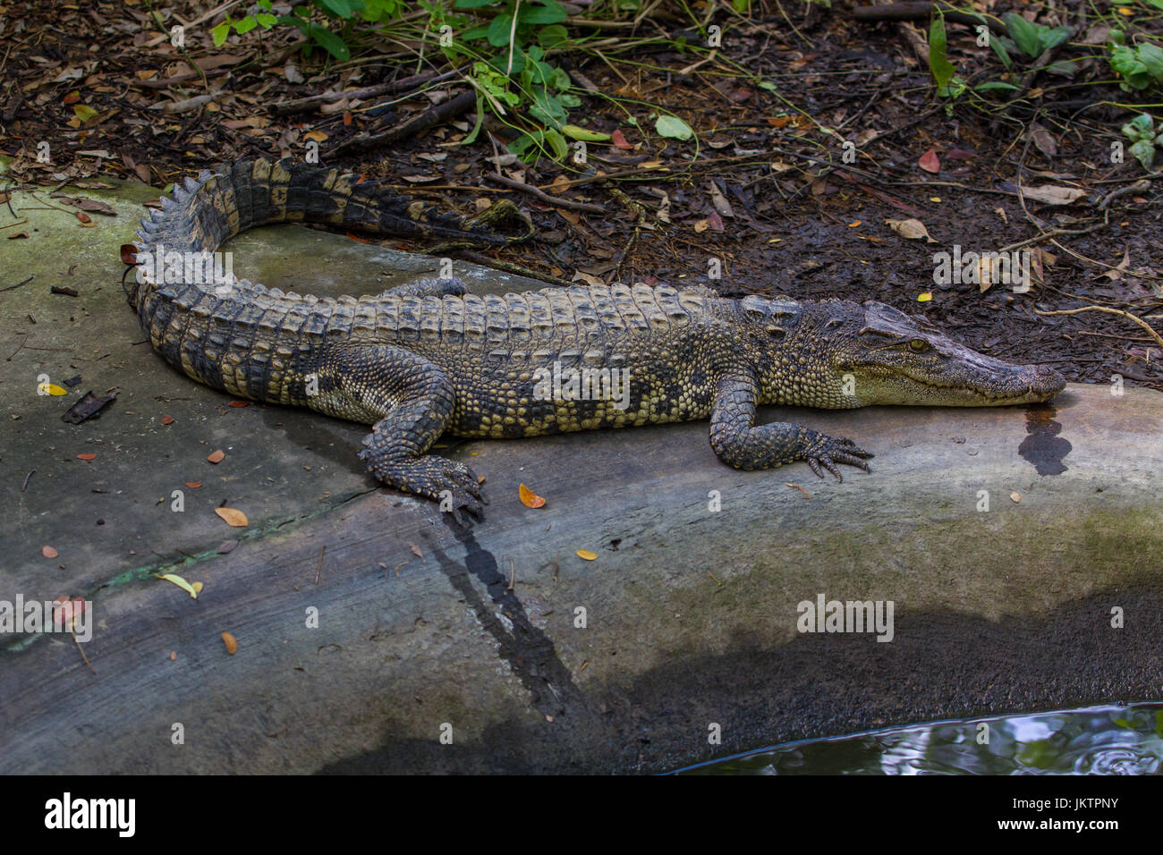 Close up Crocodiles in a farm, Thailand Stock Photo - Alamy