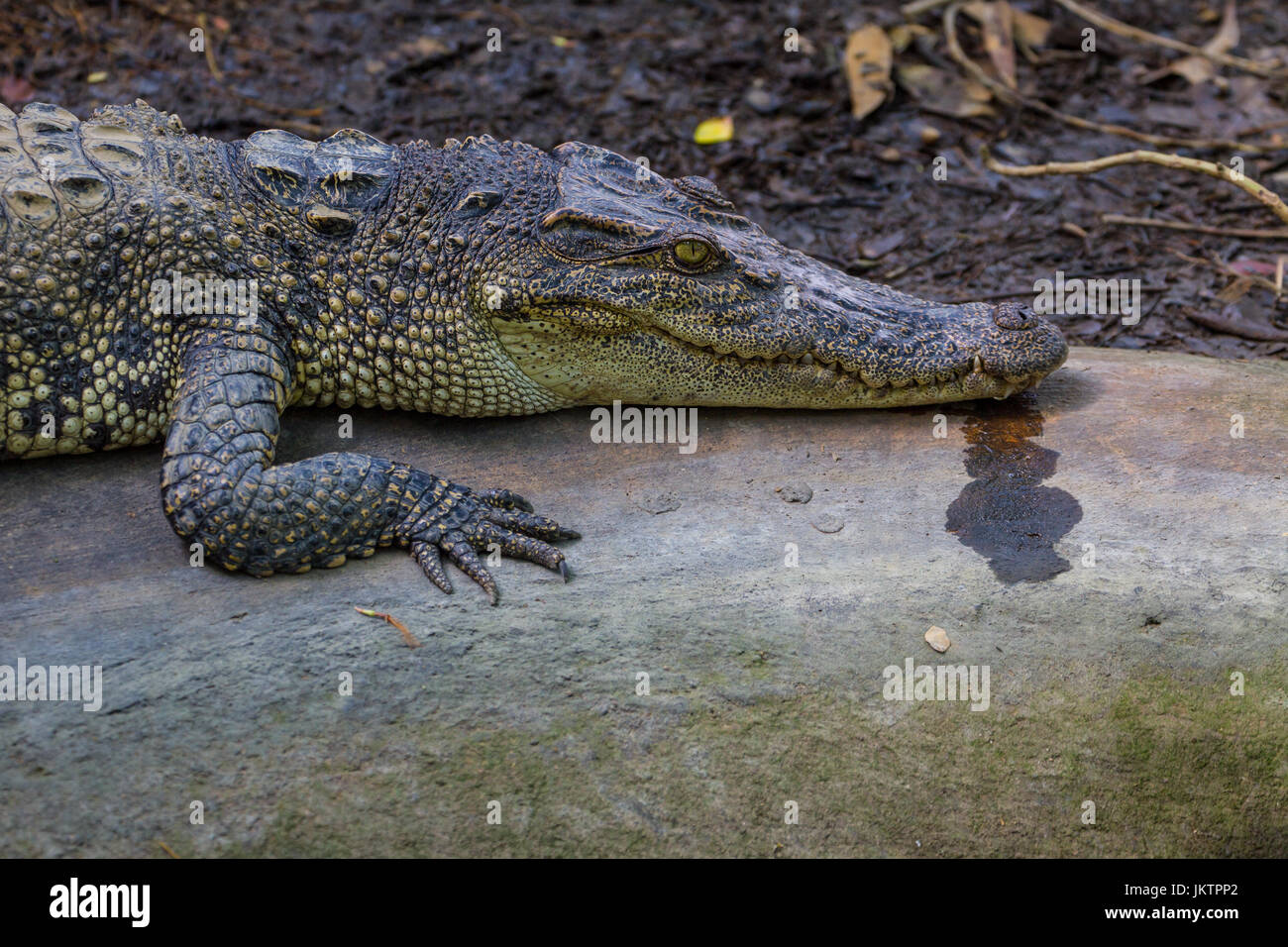 Close up Crocodiles in a farm, Thailand Stock Photo - Alamy