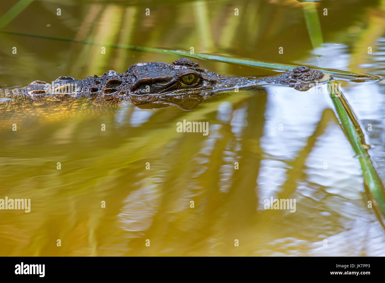 Wild Crocodile on the river, crocodile swims in a jungle river Stock ...