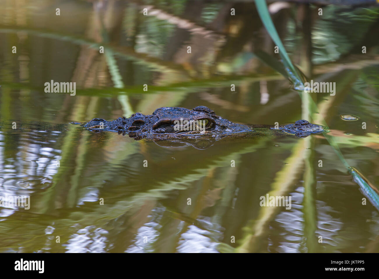 Wild Crocodile on the river, crocodile swims in a jungle river Stock ...