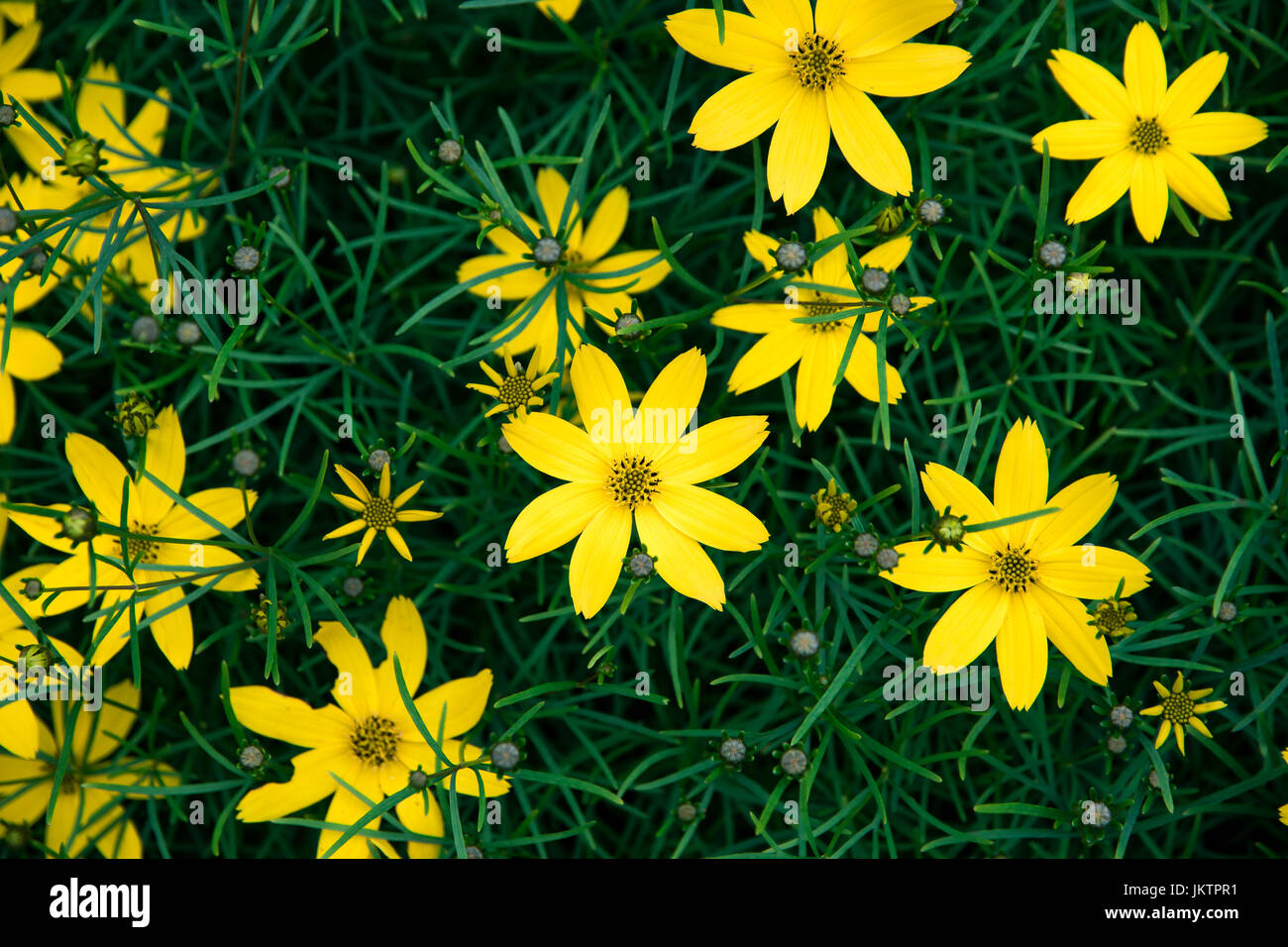 Hippy and flower hi-res stock photography and images - Alamy