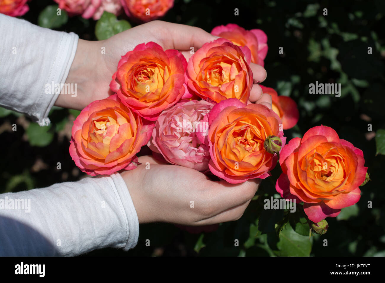 Beautiful fresh roses in hand Stock Photo - Alamy