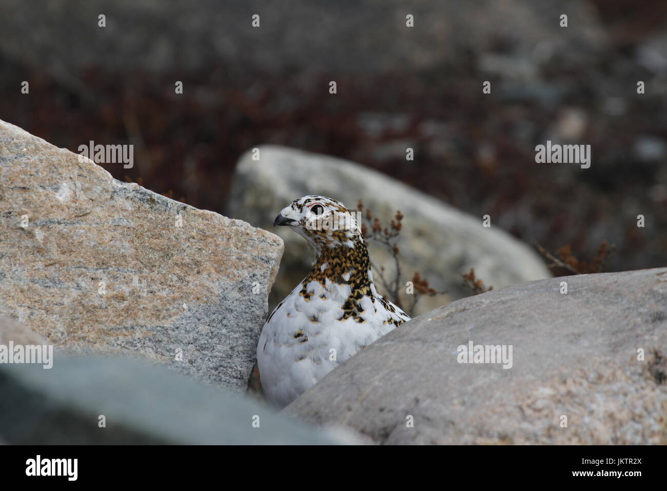Rock Ptarmigan (Lagopus Muta) hiding among rocks showing the start of ...