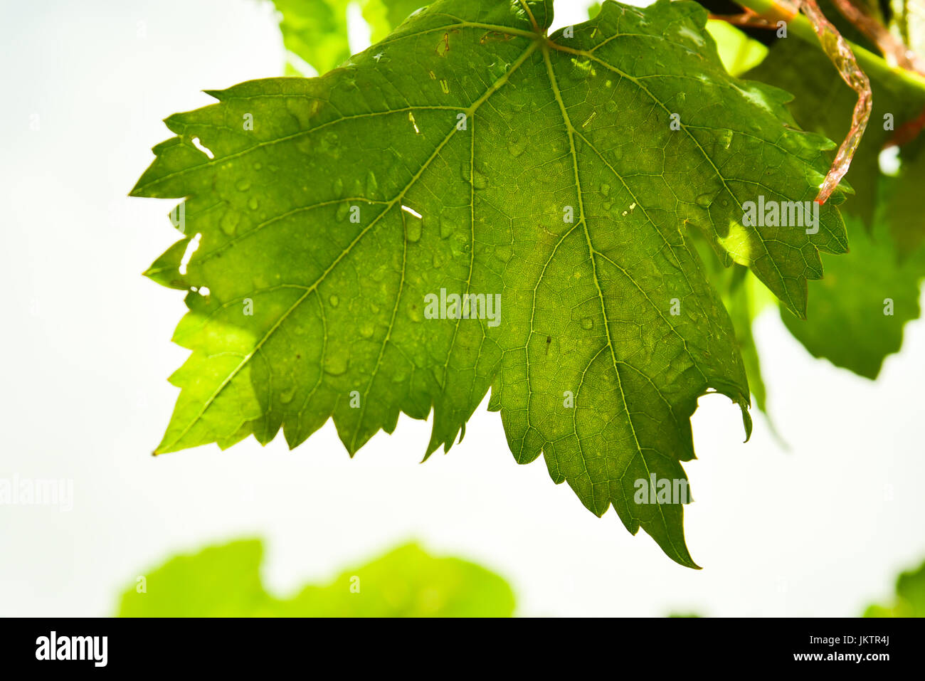 Fresh Green grapes Stock Photo - Alamy