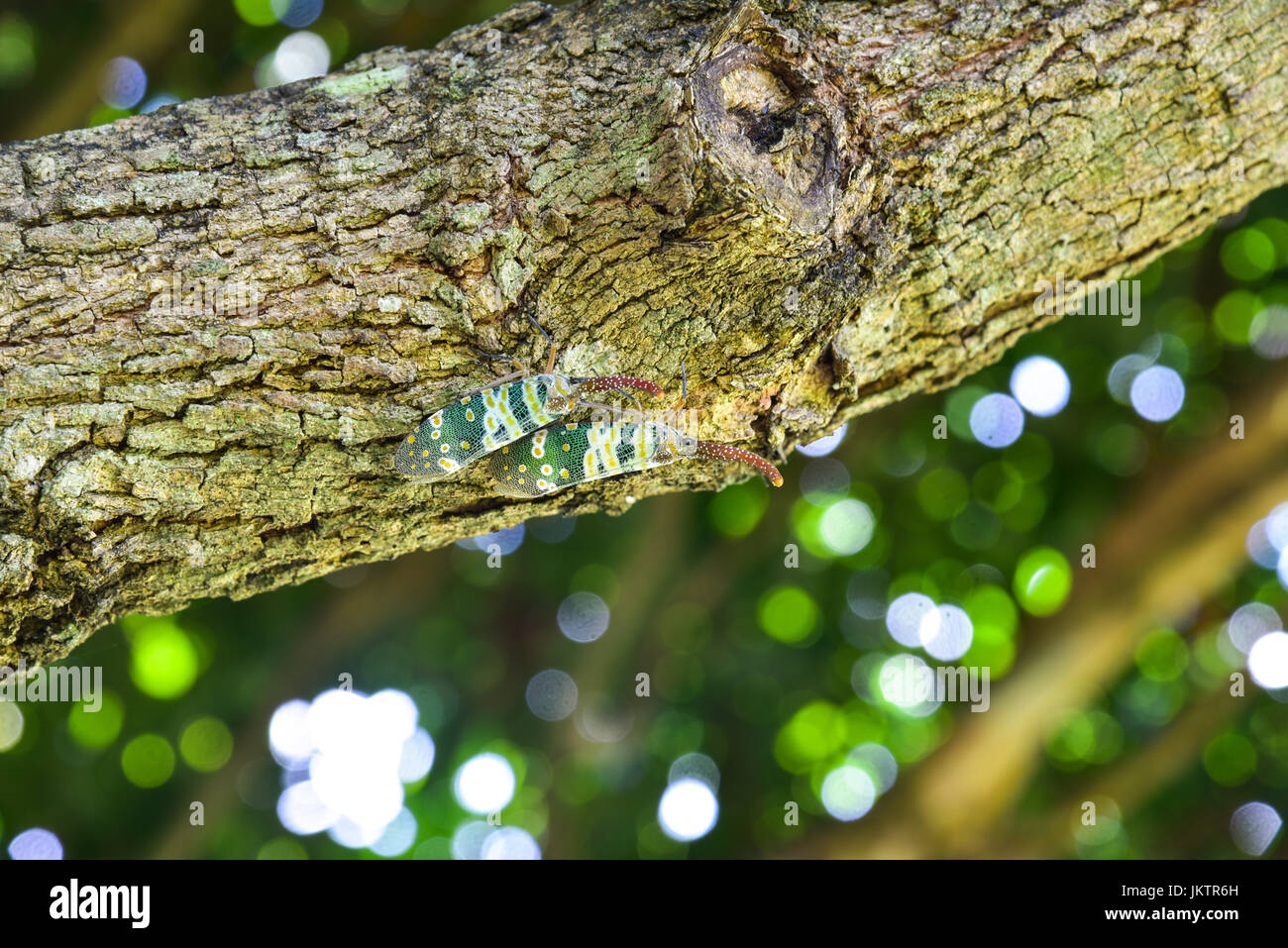 Lantern fly insect on tree with green background in nature Stock Photo ...