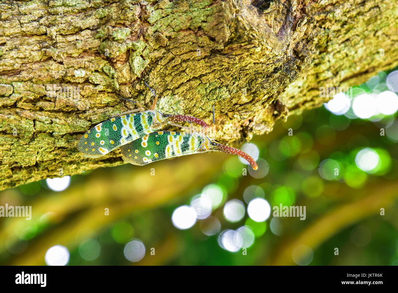 Lantern fly insect on tree with green background in nature Stock Photo ...