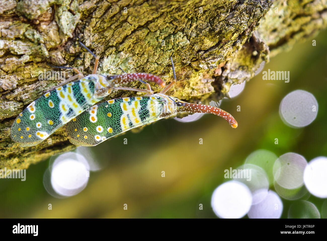 Lantern fly insect on tree with green background in nature Stock Photo ...
