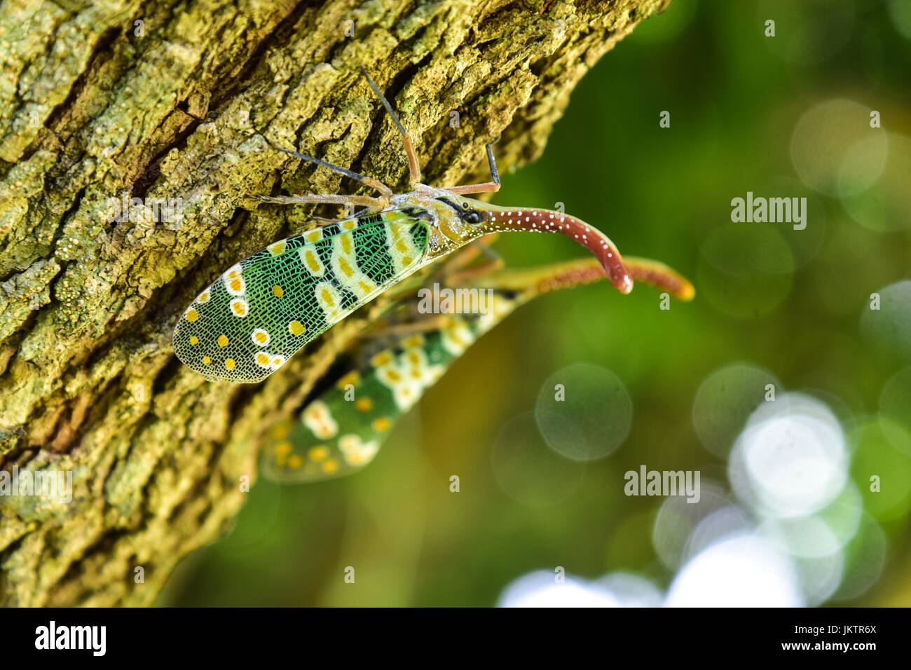 Lantern fly insect on tree with green background in nature Stock Photo ...