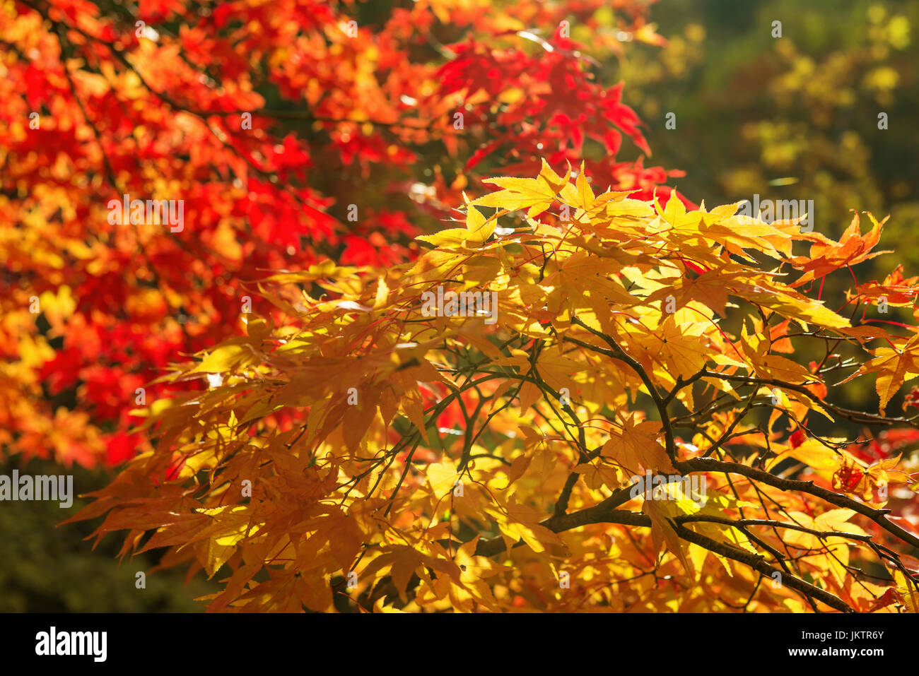 Autumn maple leaves Stock Photo - Alamy